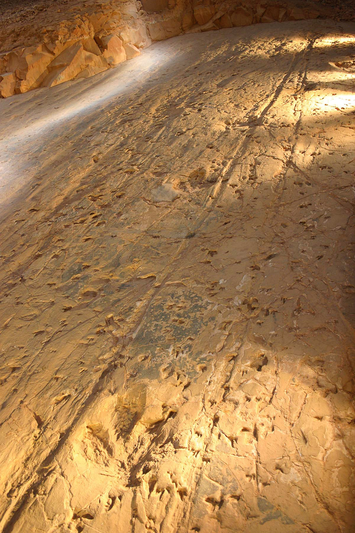 Various Locations Around The World - Dinosaur Footprints and Trackways