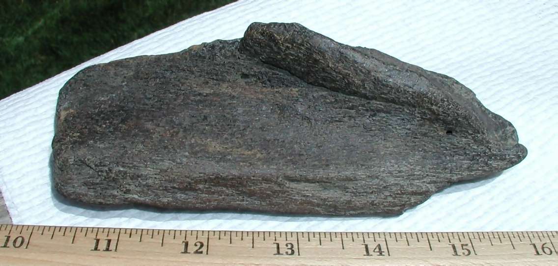 New Jersey Shark Teeth and Associated Fossils - Navesink/Mount Laurel ...