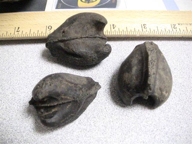 New Jersey Shark Teeth and Associated Marine Fossils - Vincentown Formation