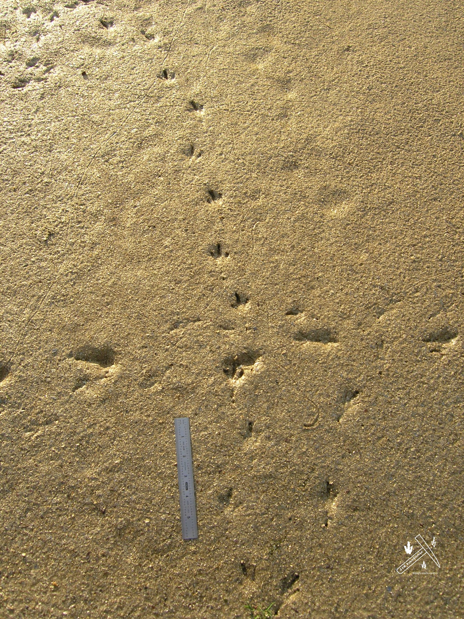 The Triassic - Jurassic Sandpit