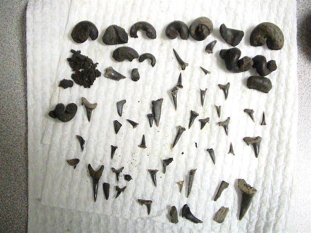 New Jersey Shark Teeth and Associated Marine Fossils - Vincentown Formation