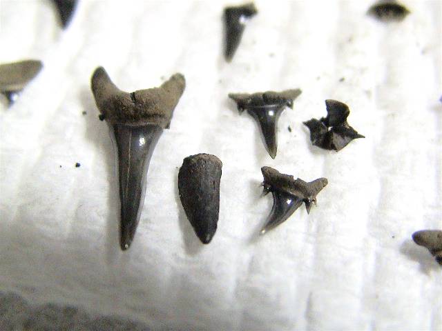 New Jersey Shark Teeth and Associated Marine Fossils - Vincentown Formation